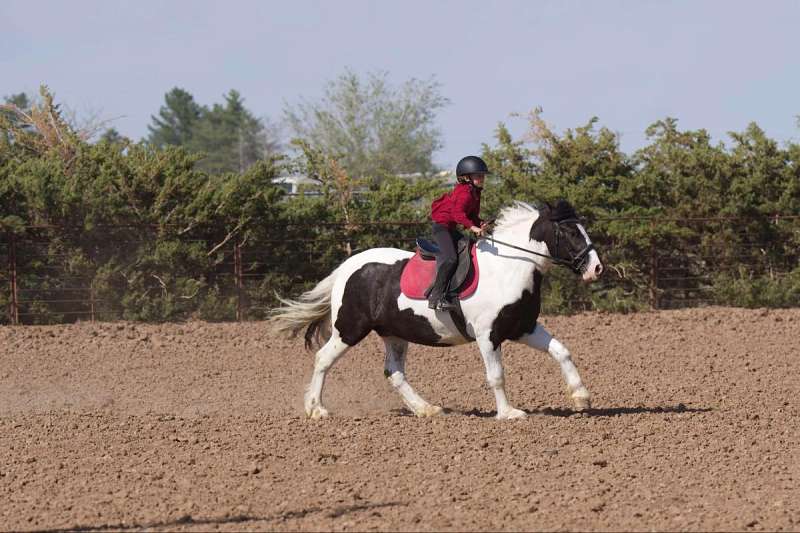 Klondike - Trustworthy and Gentle 6 Yr Old Paint Gypsy Vanner Gelding!