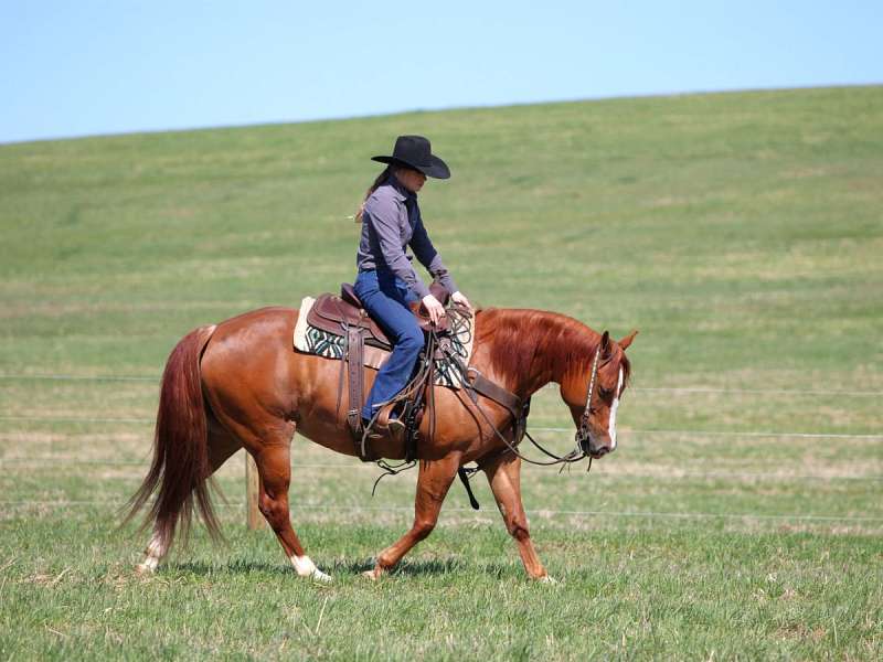 Jodie - Exceptional Roping & Working Cowhorse Deluxe 8 yo Sorrel AQHA Mare!