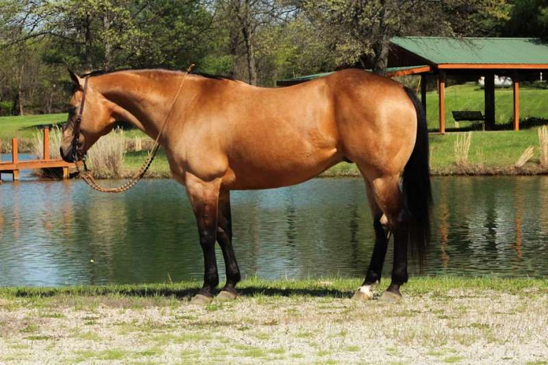 Dillon - Family Horse Deluxe 7 Yr Old Buckskin AQHA Gelding!