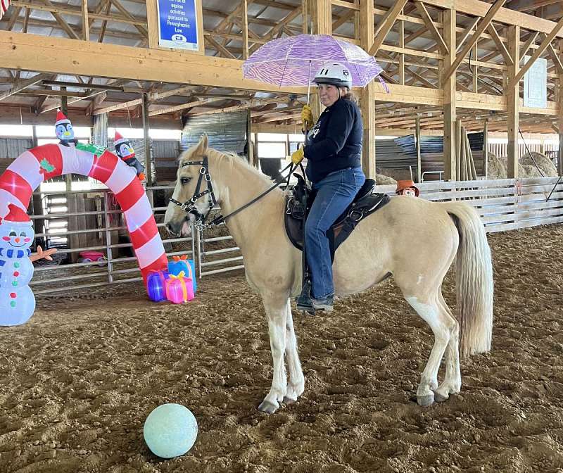 Tater Tot - Unique Sabino Spotted Saddle Horse