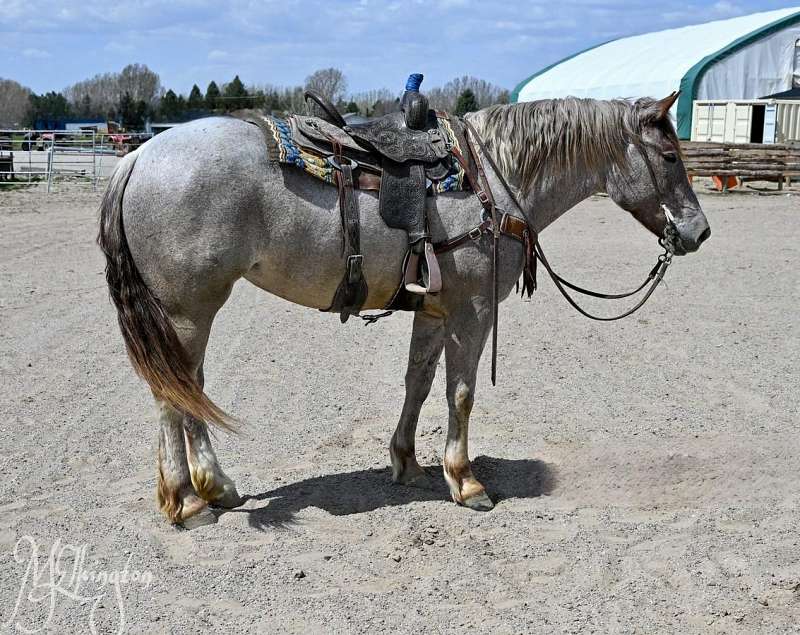Dazzle - a Total Dream Horse 4 Yr Old Strawberry Roan Crossbred Mare!