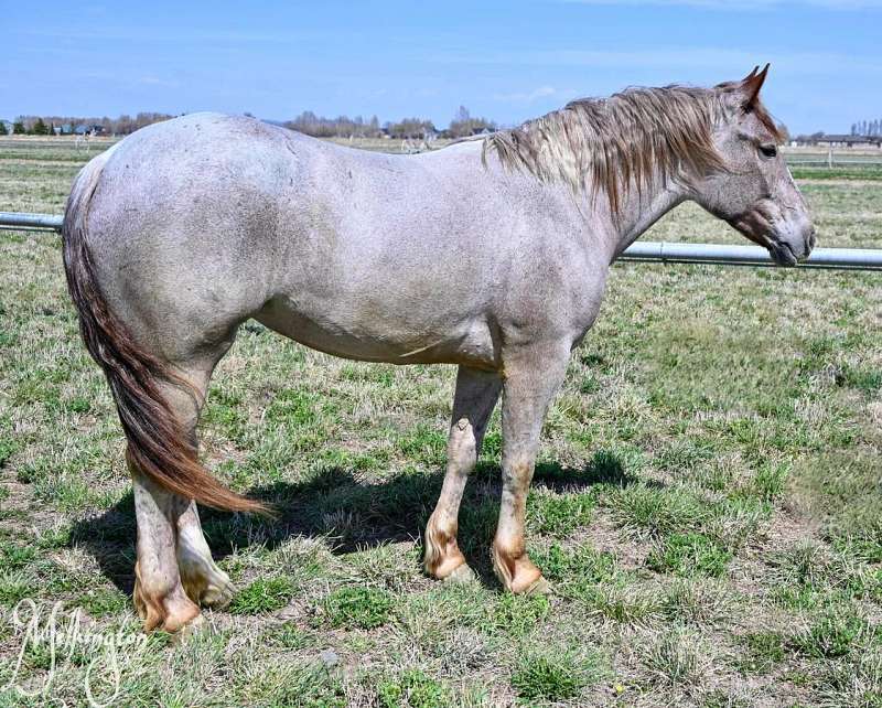 Dazzle - a Total Dream Horse 4 Yr Old Strawberry Roan Crossbred Mare!
