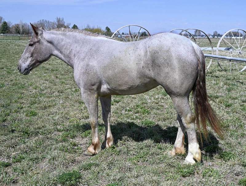 Dazzle - a Total Dream Horse 4 Yr Old Strawberry Roan Crossbred Mare!