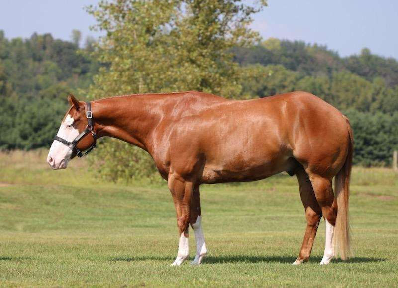 Clark - the Ultimate All-Around Horse 6 Yr Old Sorrel APHA Gelding!