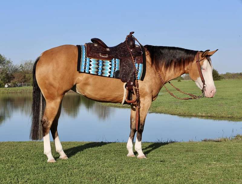 Angel - Outstanding Reining & Rope Horse Deluxe 3 yo Buckskin AQHA Mare!