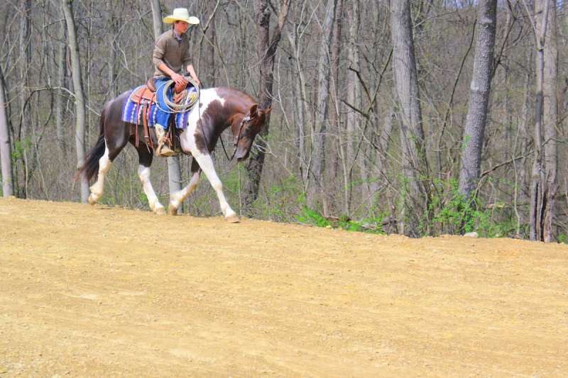 Super Flashy and Well Broke Mustang Gelding