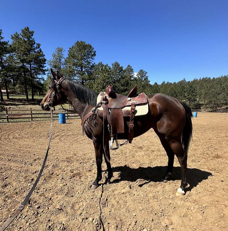 Fun and Safe Mare Ready to Go Any Direction!