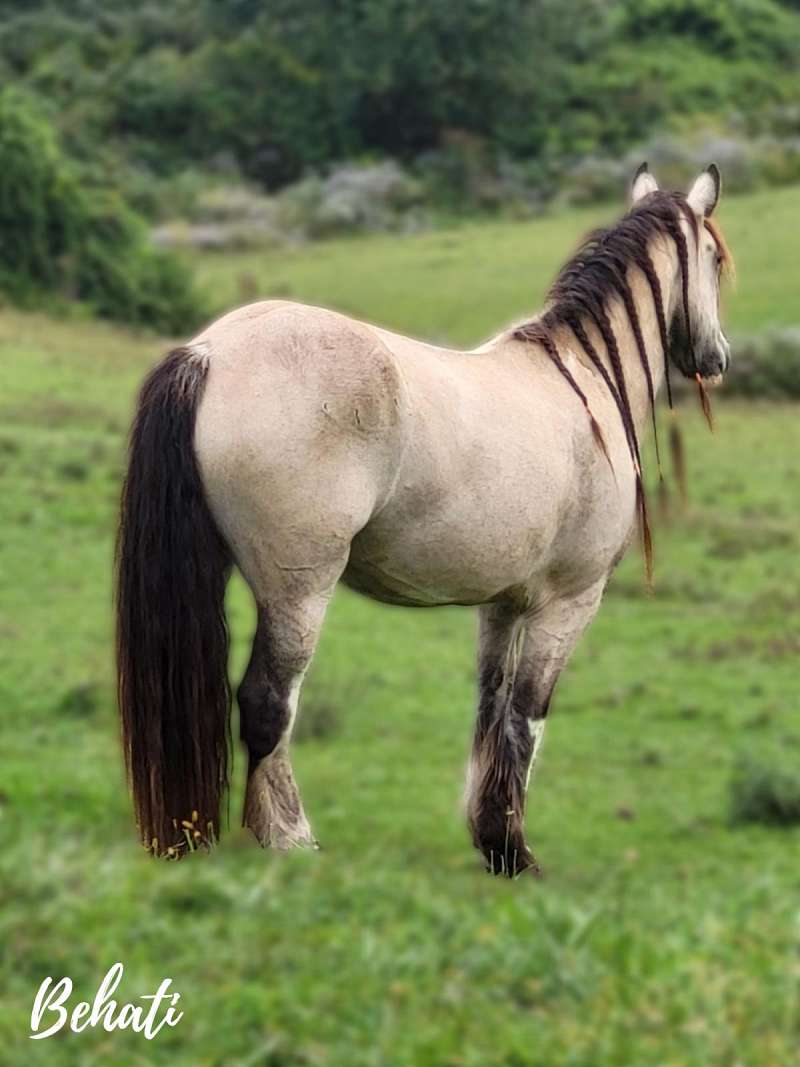 Buckskin Filly Sure to be a Heavy Hitter