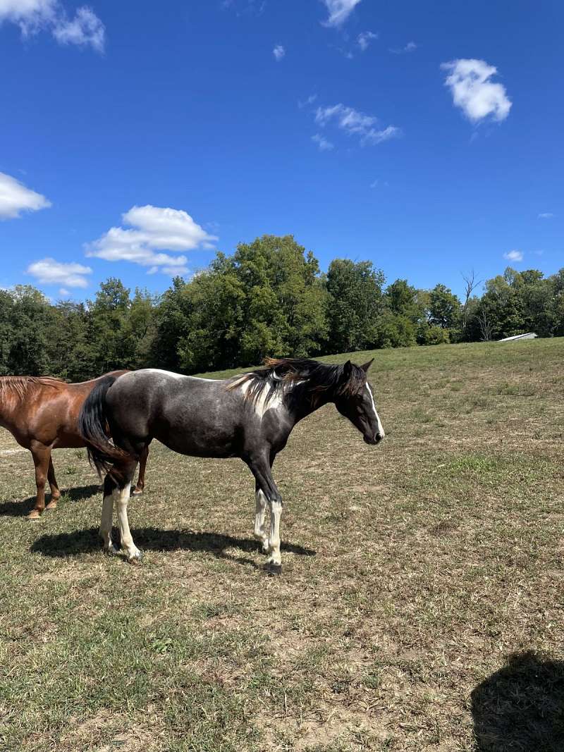 Stunning Gaited Paint Filly Ready to Train