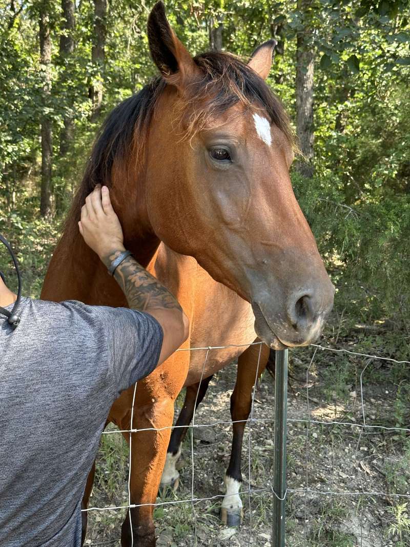 Versatile Sannman Mare