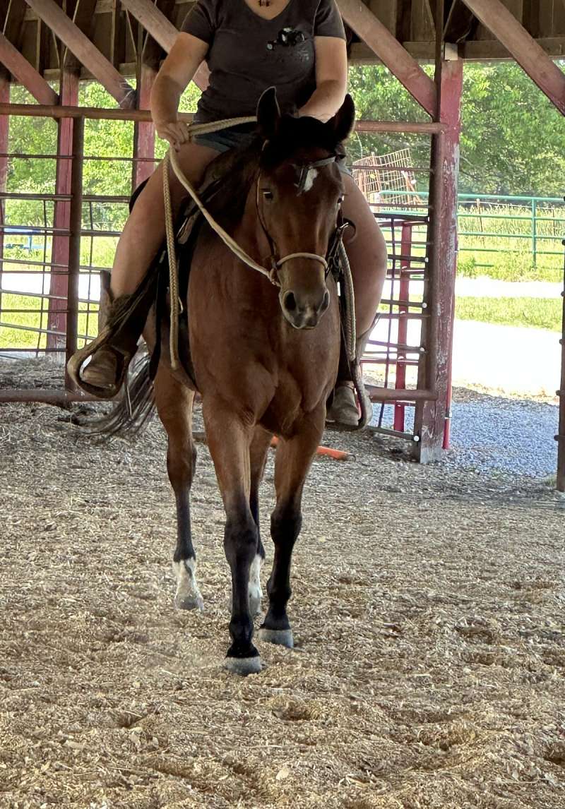 Versatile Sannman Mare