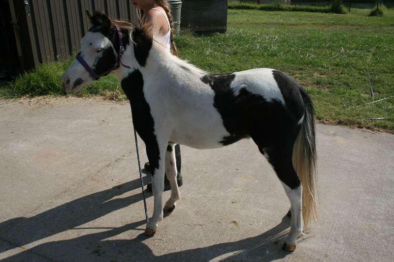 Stunning Pinto Stallion