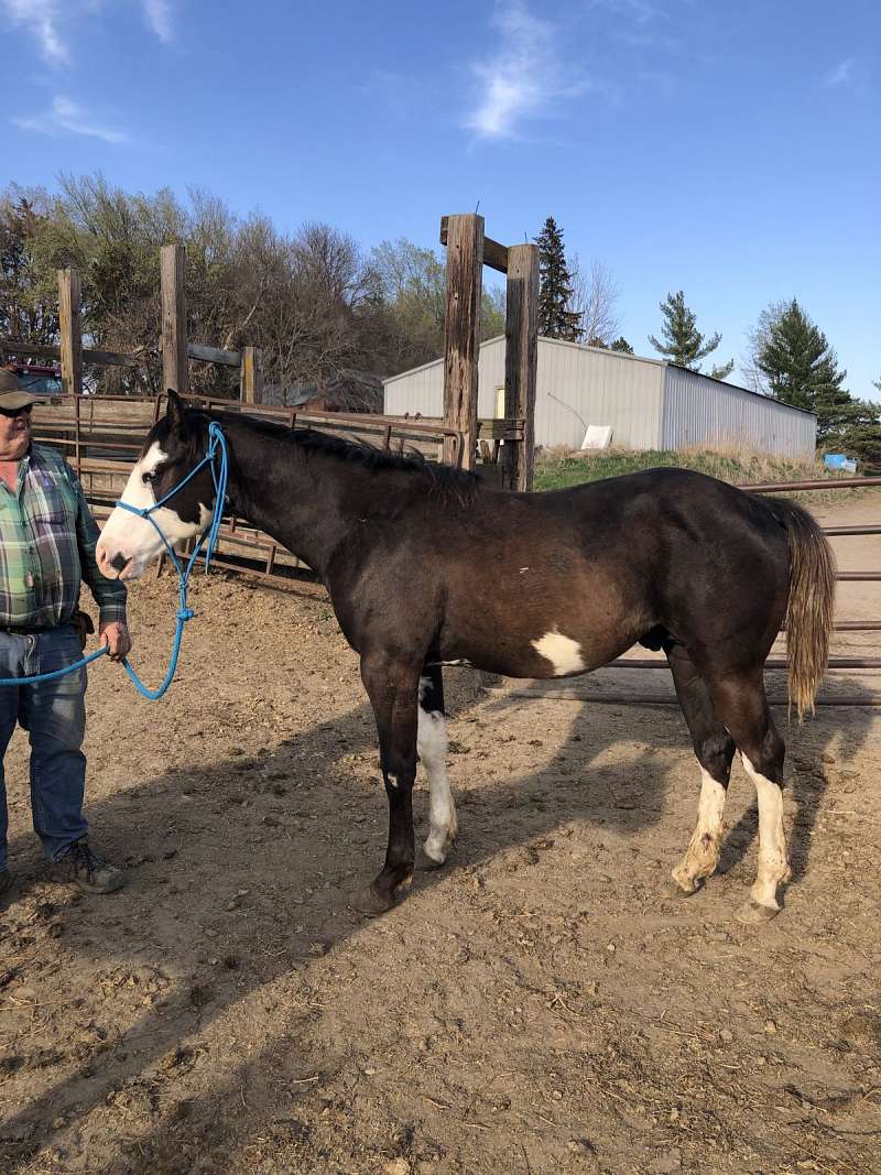 2023 APHA Black Overo Stallion