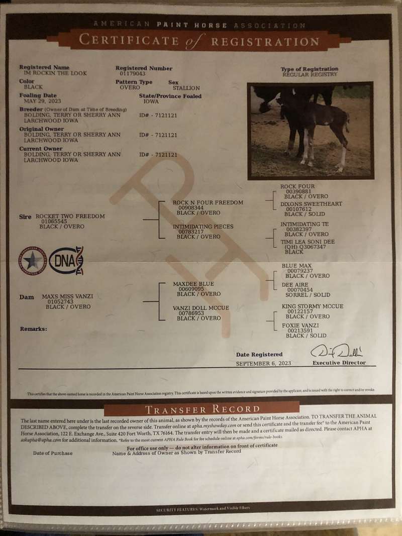 2023 APHA Black Overo Stallion