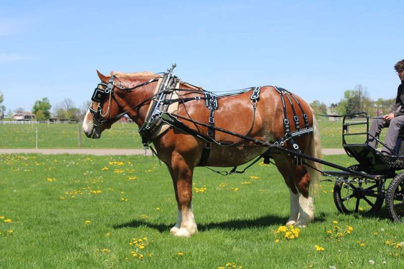 Bombproof Belgian Gelding