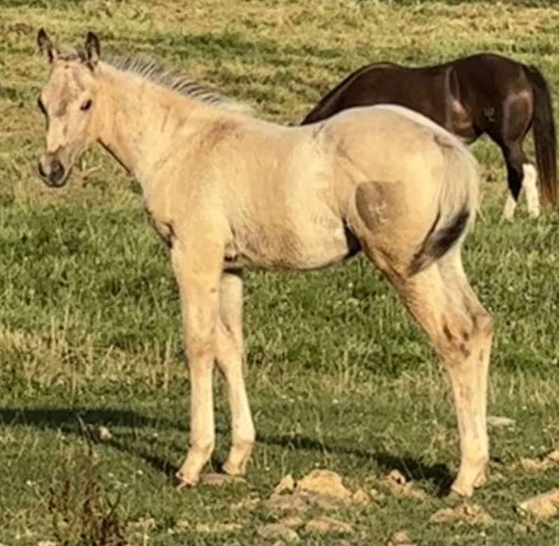 Fancy Dunskin Colt With Excellent Bloodlines!