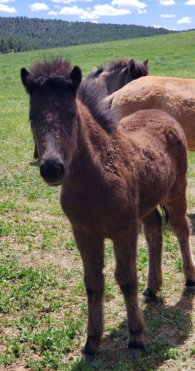 Strong and Powerful Icelandic Filly