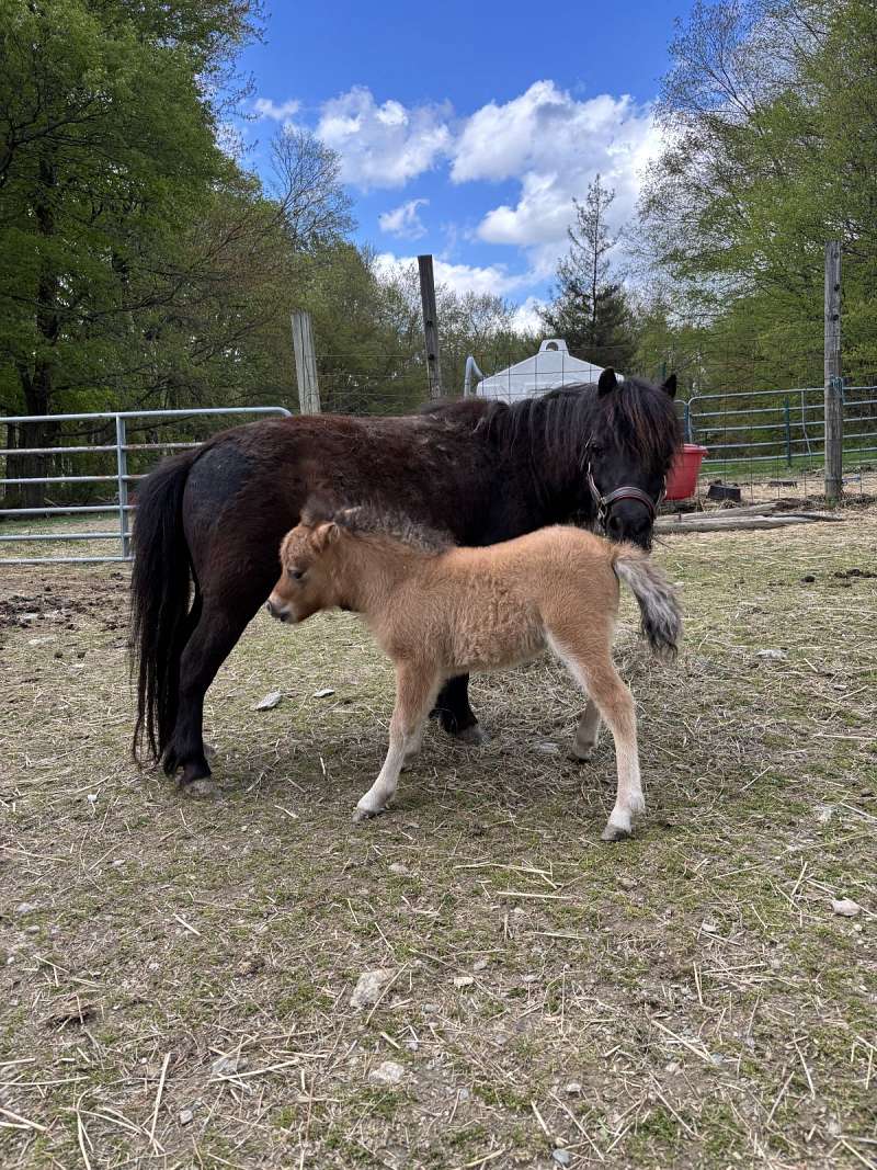 Bred Mare and Foal Pair