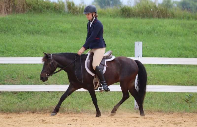 True All-Around 7yo 12hh Welsh X Pony Gelding