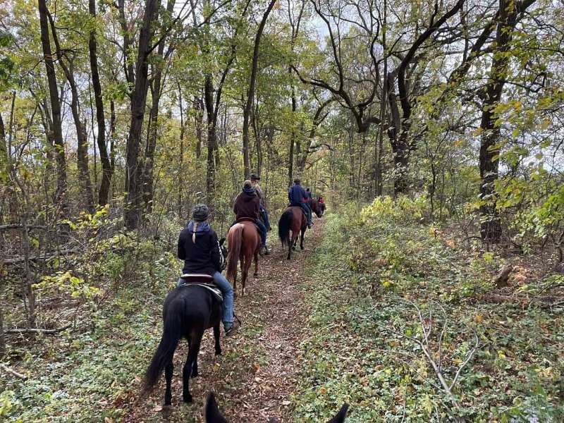 True All-Around 7yo 12hh Welsh X Pony Gelding