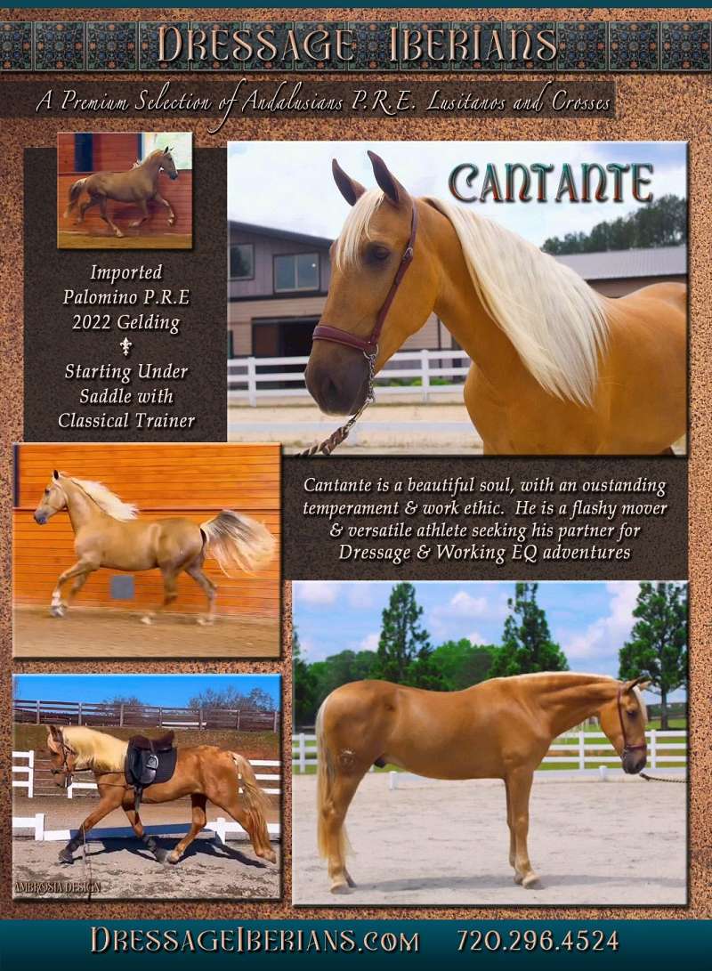 Stunning P.R.E. Palomino Stunning Gelding!