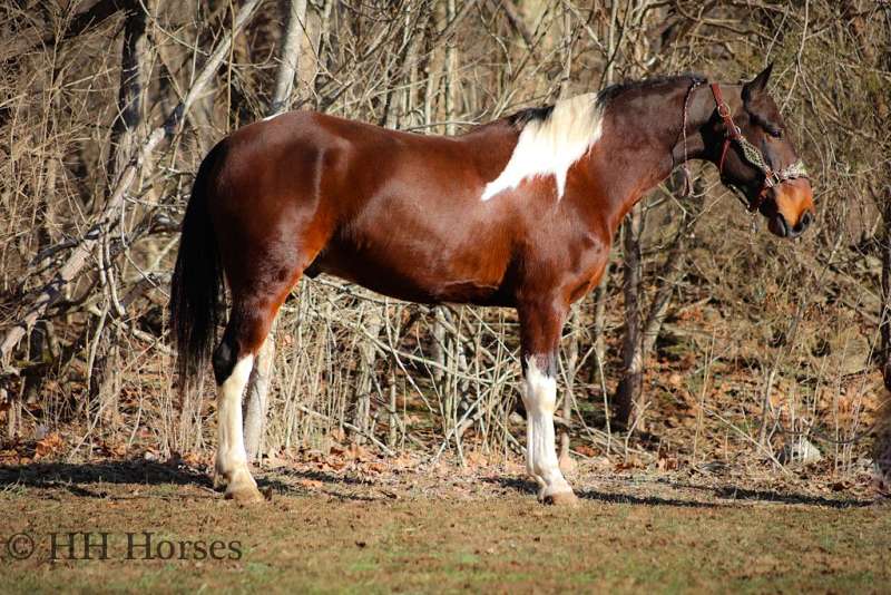 Flashy and Fun Bay and White Tobiano Paint Morgan Crossbred Gelding