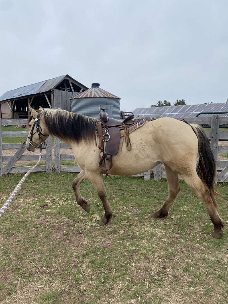 2yr Old Very Well Started Morgan X Friesian Cross