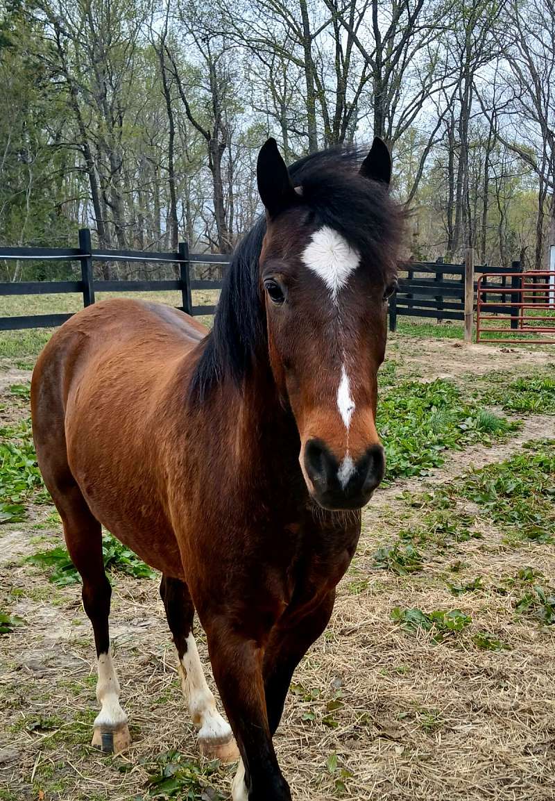 Beau - Adorable Pony Gelding!
