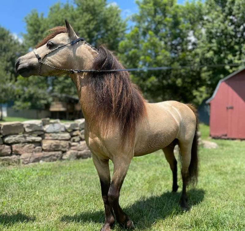 ABRA/AMHA/AMHR/IBHA World Champion Miniature Stallion, Buckeroo Bred