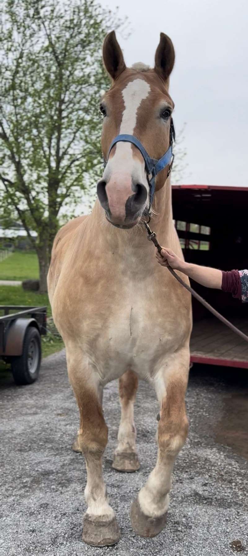 11 Year Old Belgian Pulling Bred Gelding