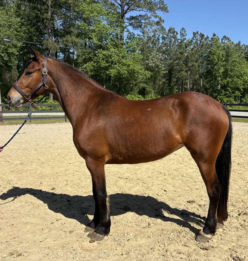 Bay Morgan Mare