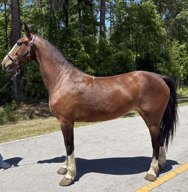 Bay Dutch Mare