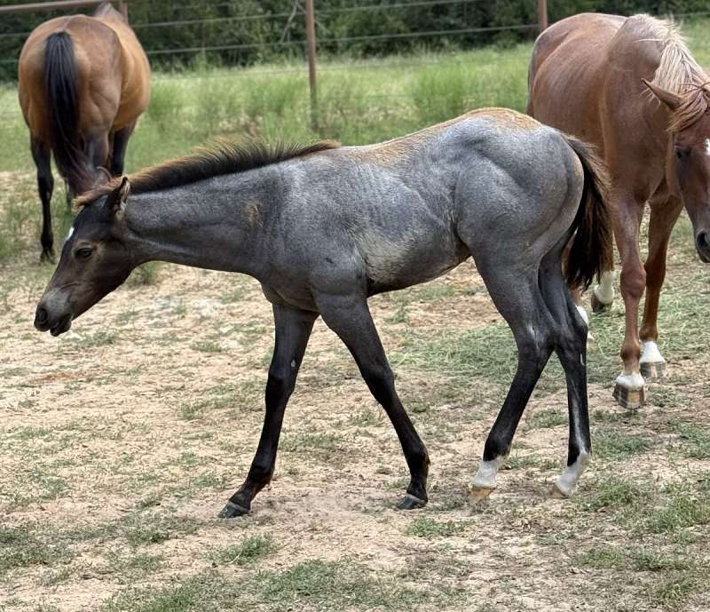 2025 Bay Dun Colt: Justa Splash Bomb X Cowgirls Ripd Pocket