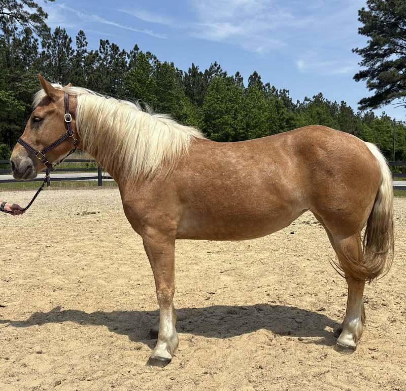 Haflinger Cross Mare
