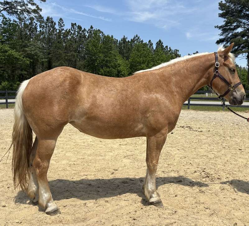 Haflinger Cross Mare
