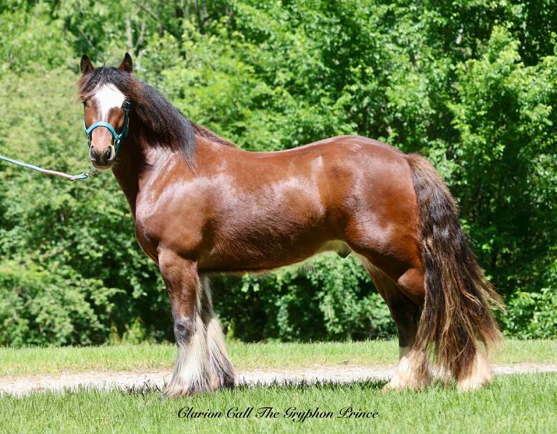 Bay Gypsy Horse Gelding