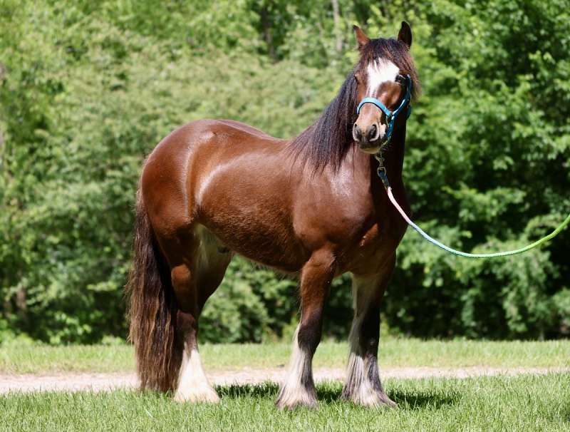 Bay Gypsy Horse Gelding