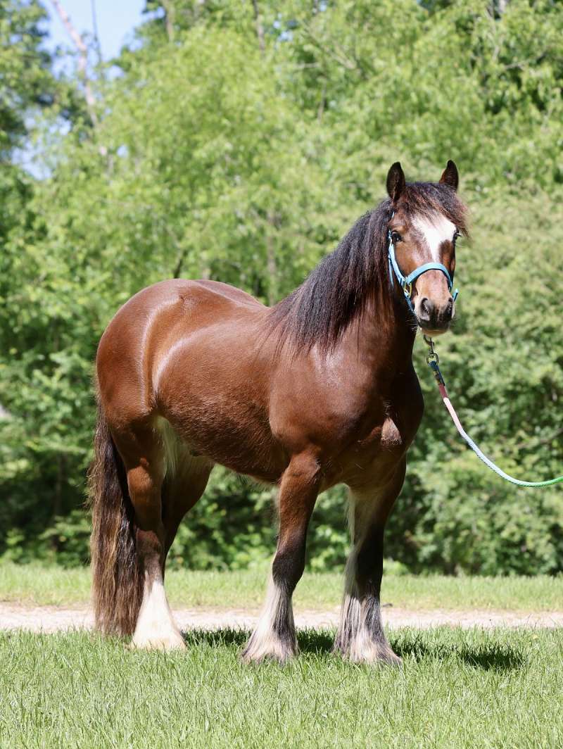 Bay Gypsy Horse Gelding