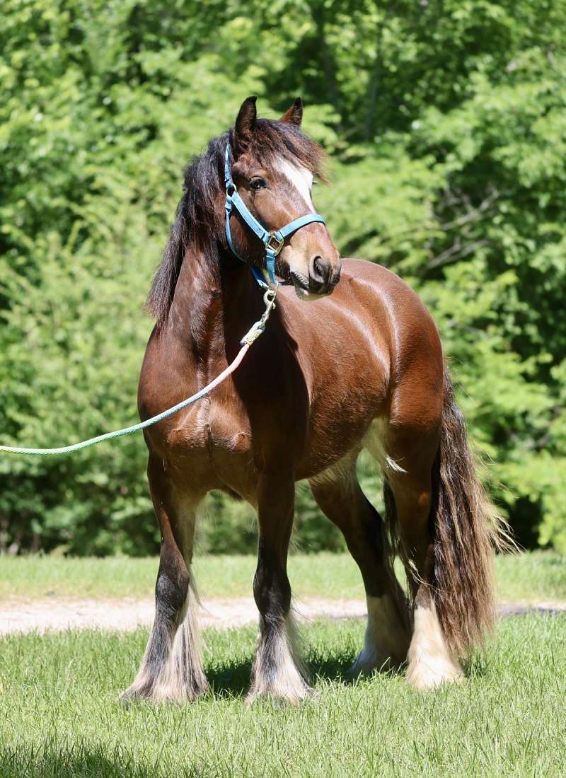Bay Gypsy Horse Gelding