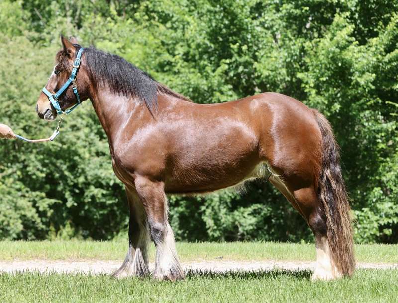 Bay Gypsy Horse Gelding