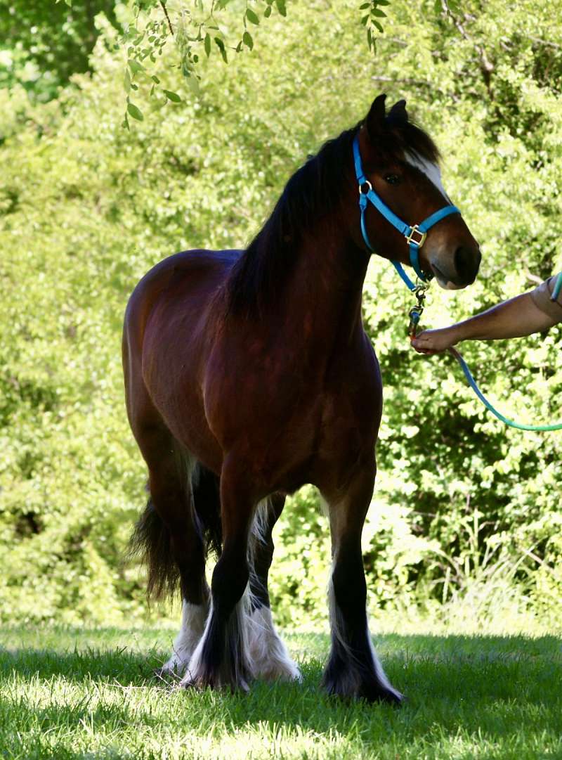 Bay Gypsy Horse Gelding