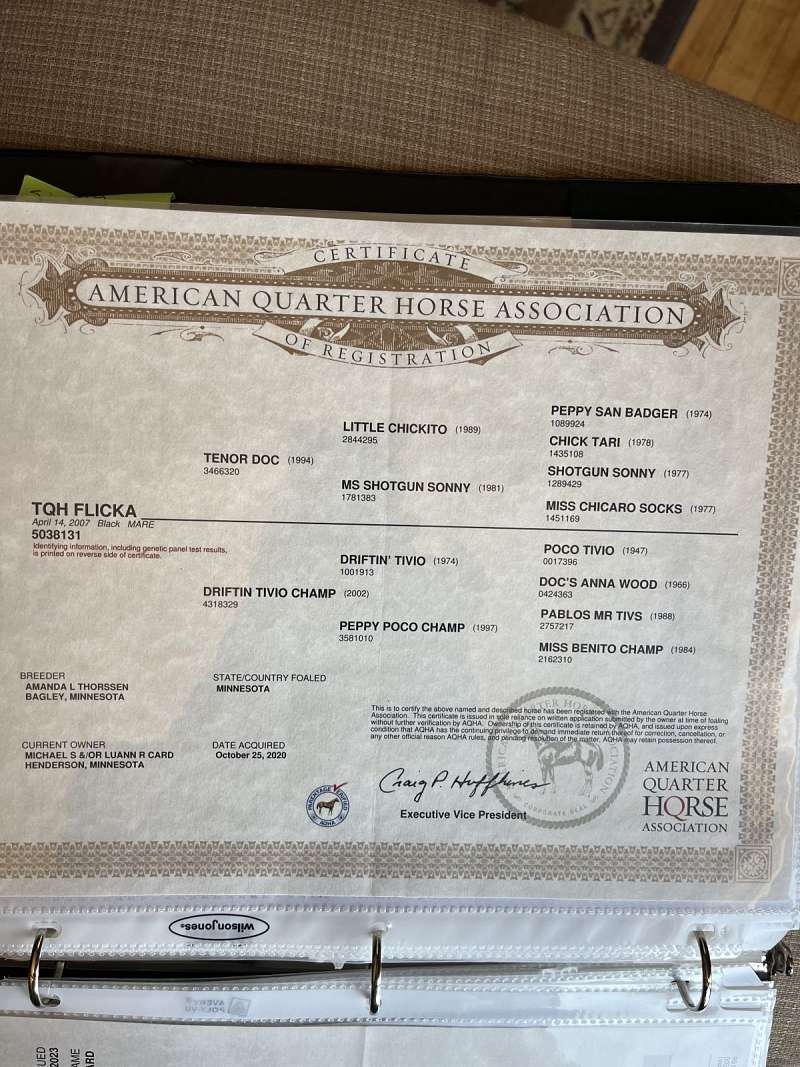 AQHA Broodmare -Solid Black