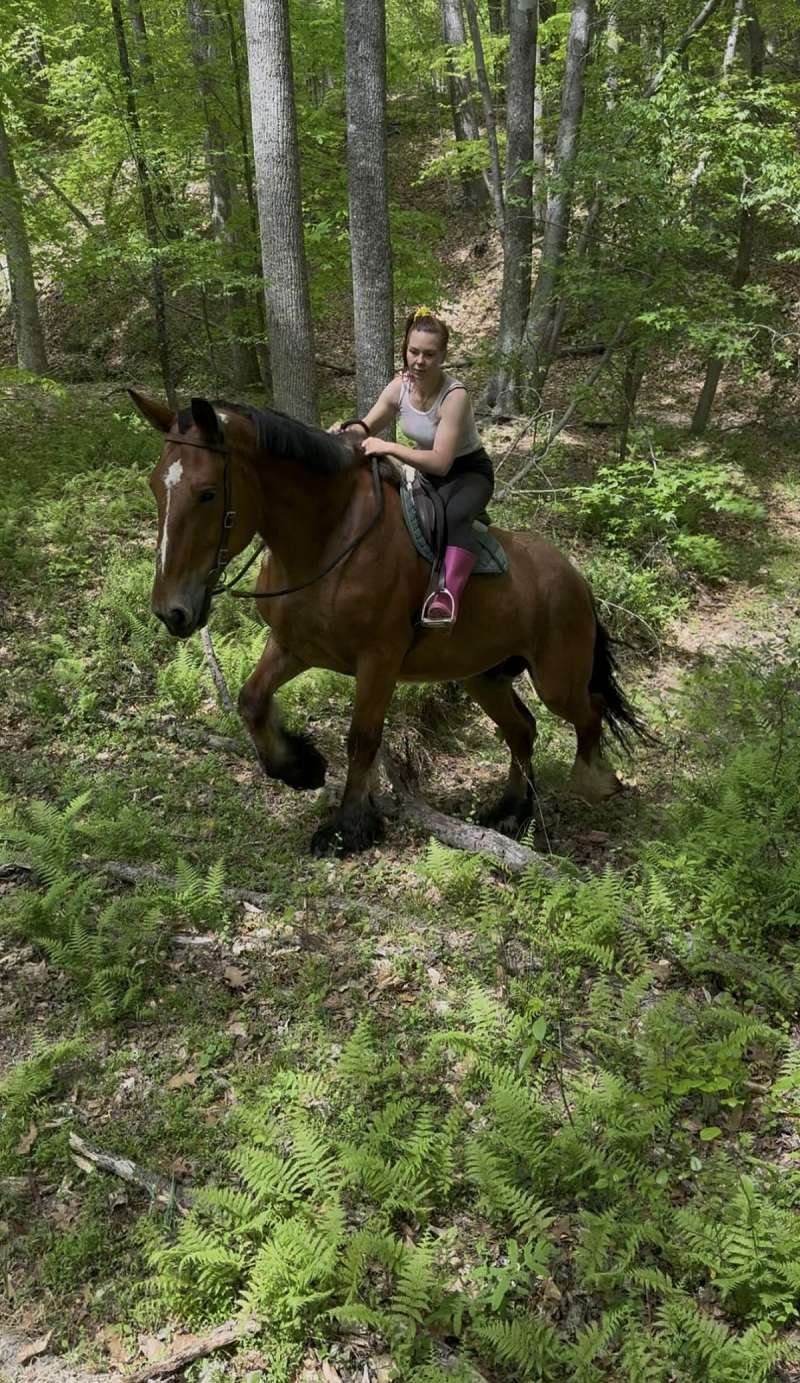 Gorgeous Draft Gelding