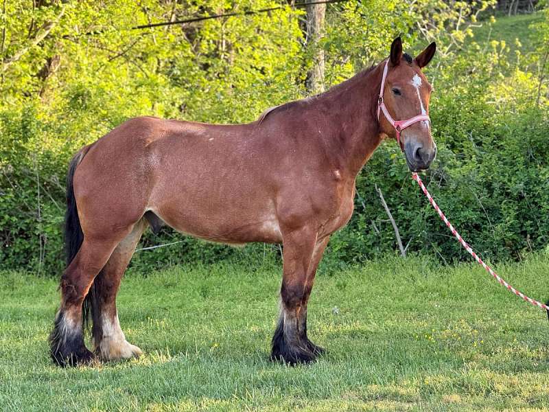 Gorgeous Draft Gelding