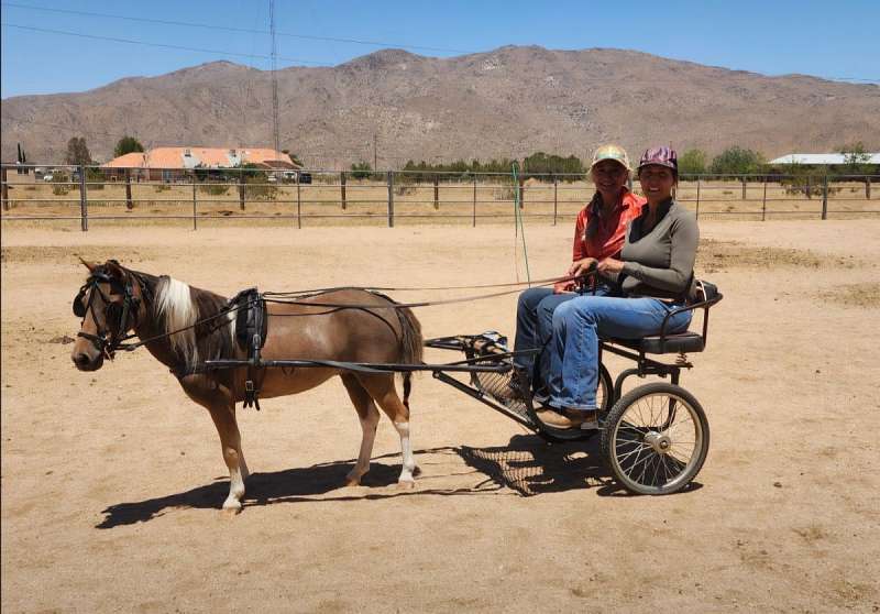 Stunning Registered Multi Champion Miniture Pinto Mare