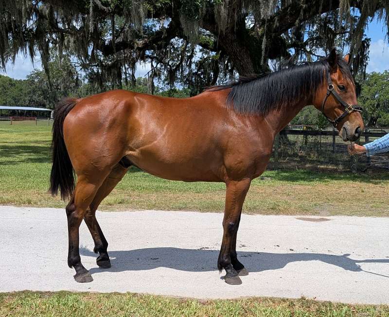 6 Year Old Thoroughbred Gelding.