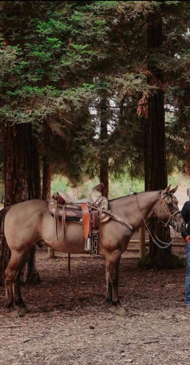 Charlie - Bombproof Grulla Gelding