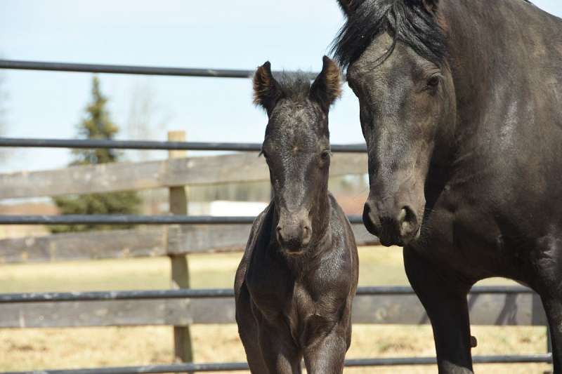 75% Friesian Stud Colt
