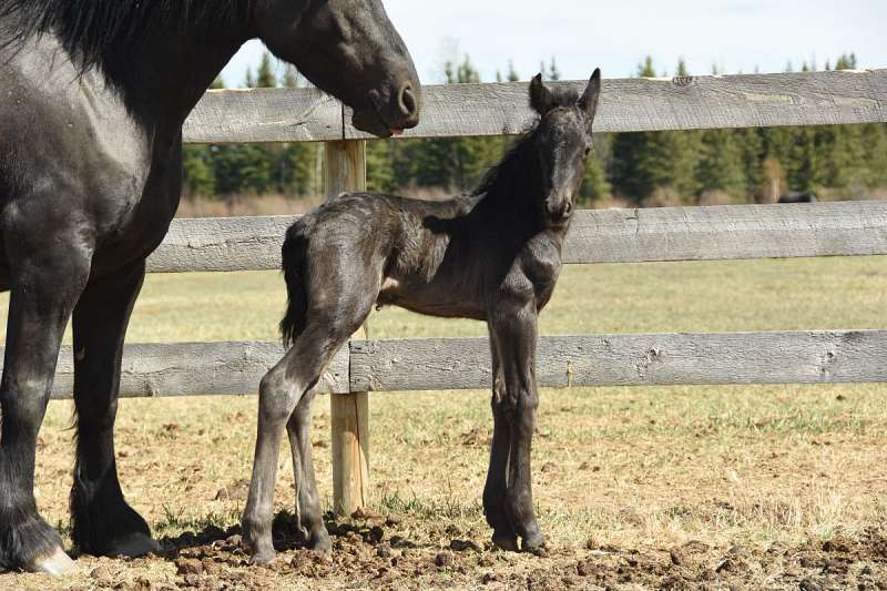 75% Friesian Stud Colt