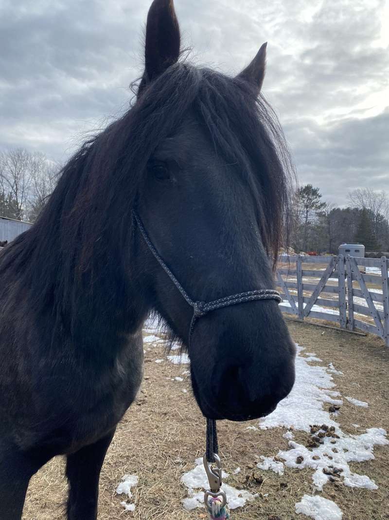 Friesian Cross Gelding Started in Saddle